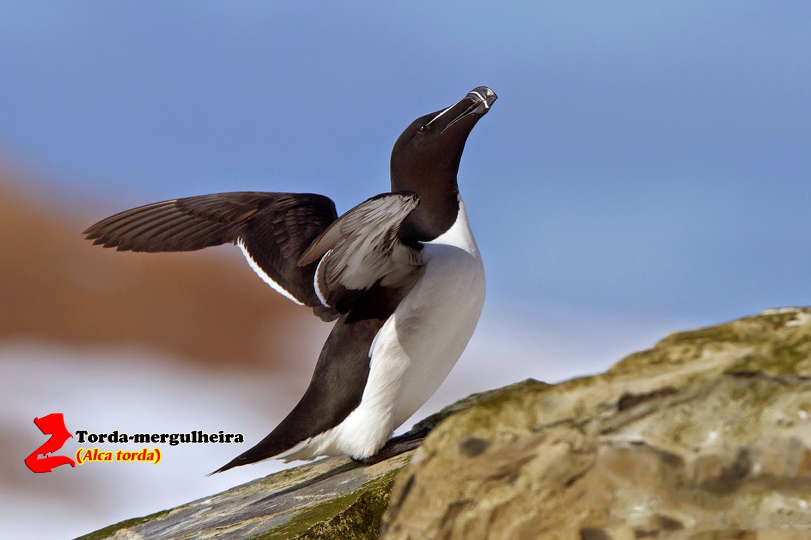 ORNITOLOGIA: Torda-mergulheira (Alca torda)